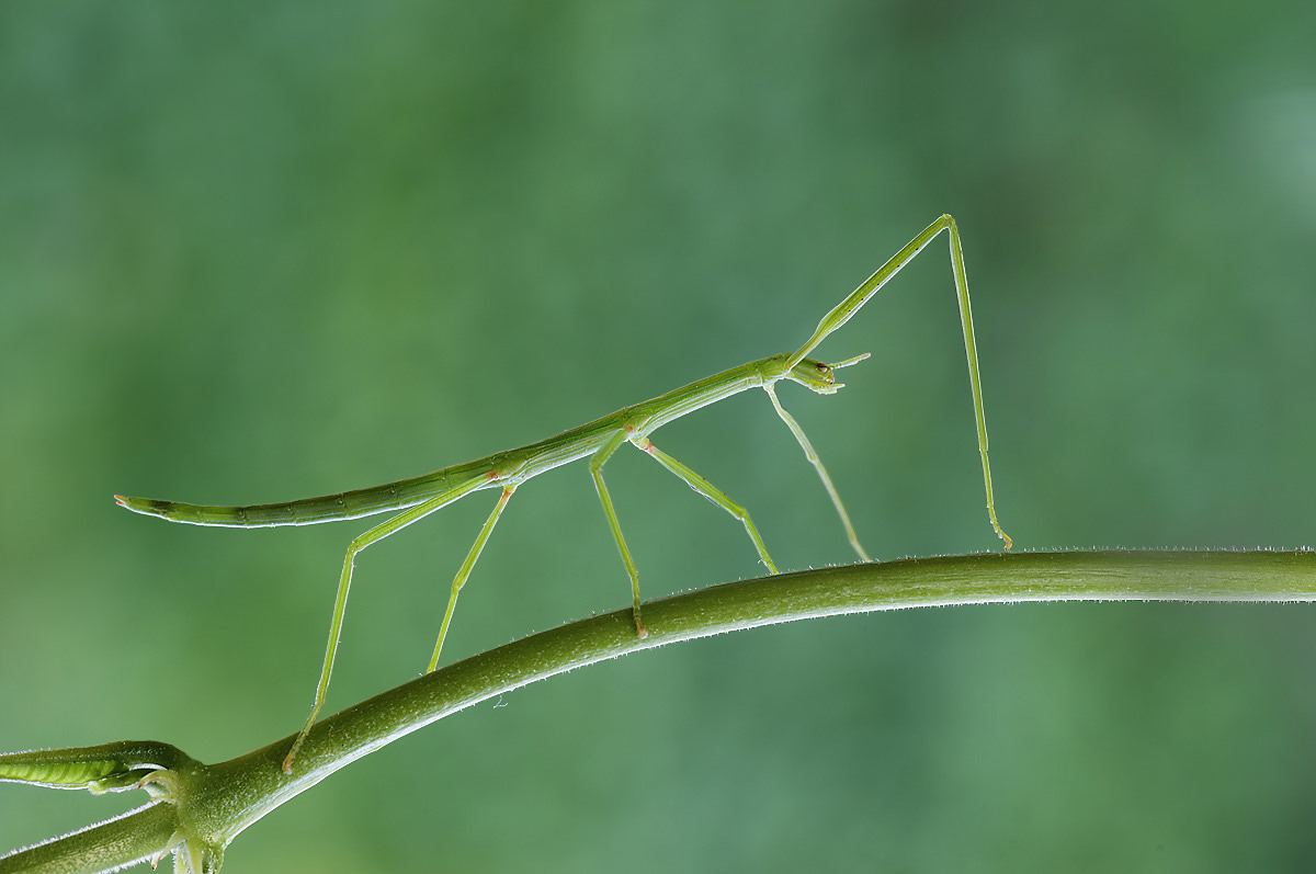 Animali domestici: non solo cani o gatti - Lega Nazionale per la Difesa ...
