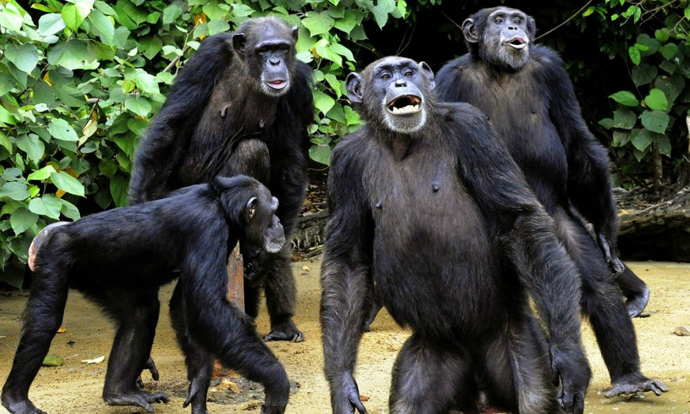 10 comportamenti che accomunano l'uomo ai primati - Lega Nazionale per ...