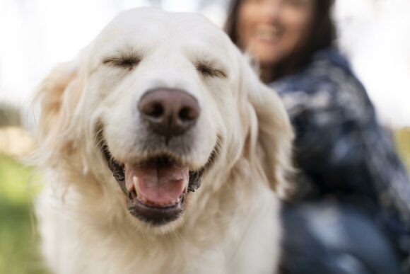 Il cane più bello del mondo vive a Torino - Lega Nazionale per la ...